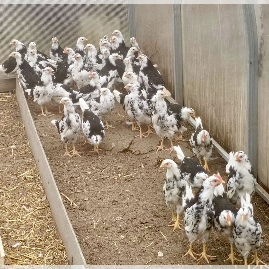 Молодые петушки