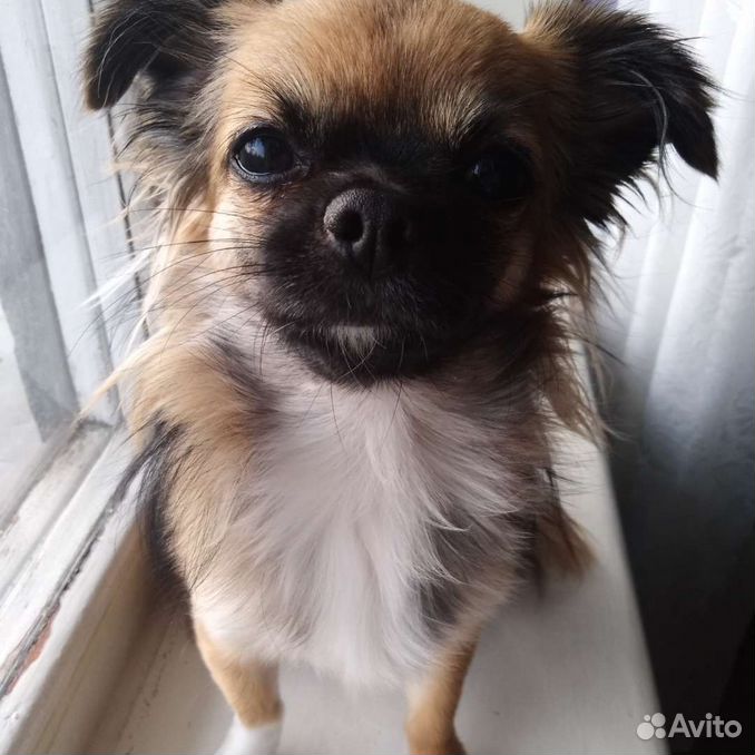 Вязка чихуахуа девочка