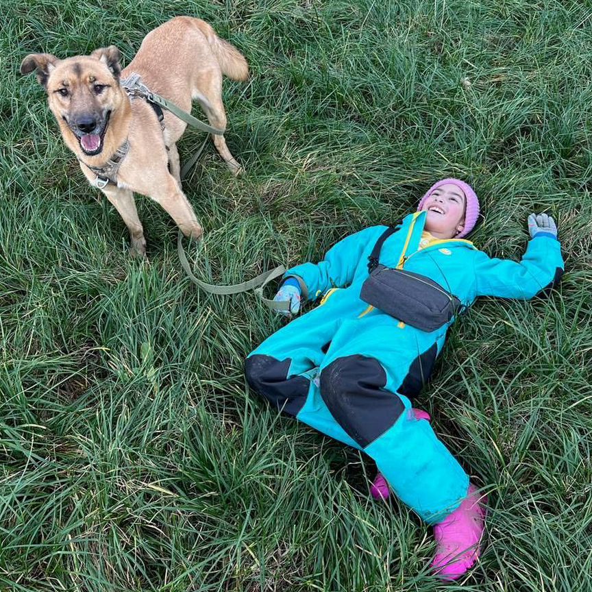 Взрослая собака в добрые руки