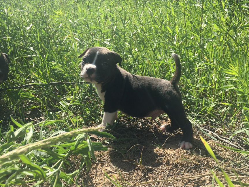 Стаффордширский терьер Для вас