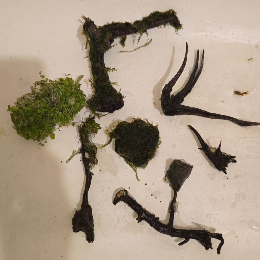 Коряги аквариумные и почвопокровное растение