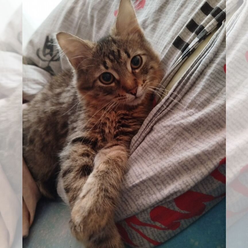 Котенок
