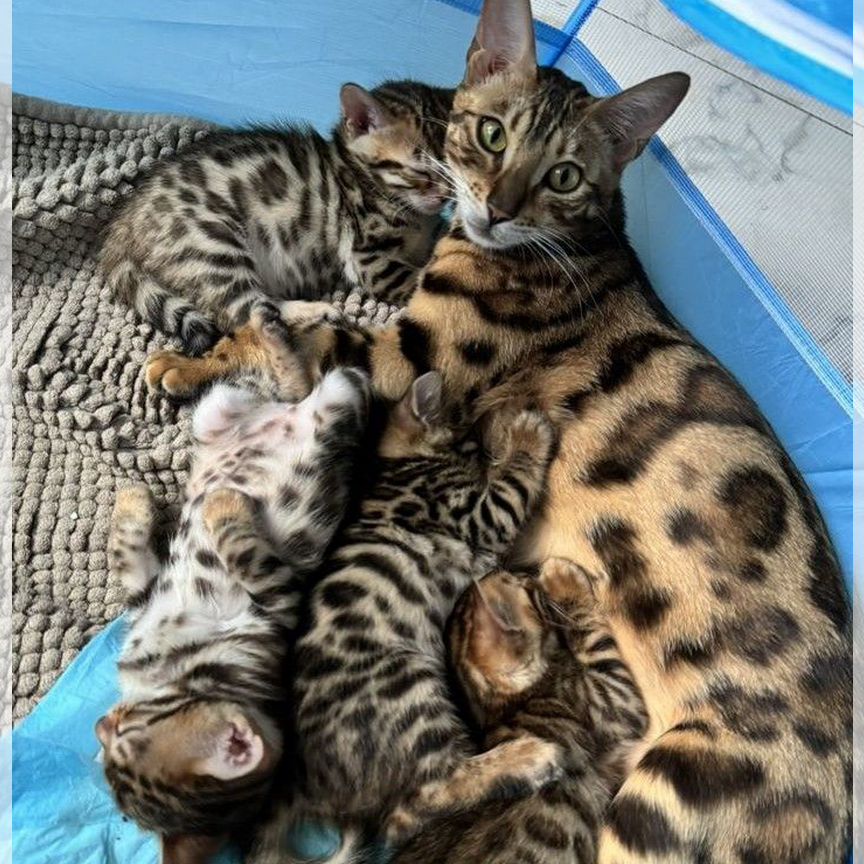 Бенгальские котята