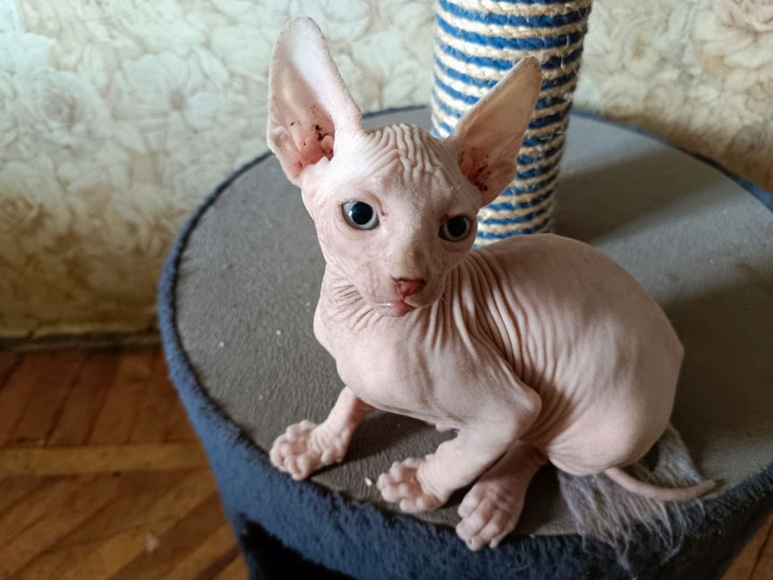 Канадский сфинкс