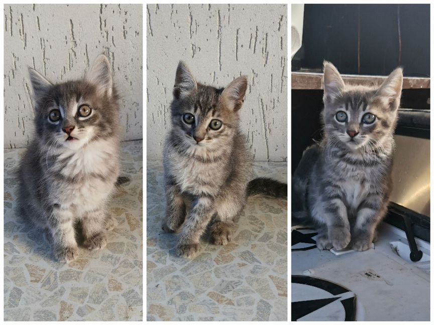 Котята в добрые руки