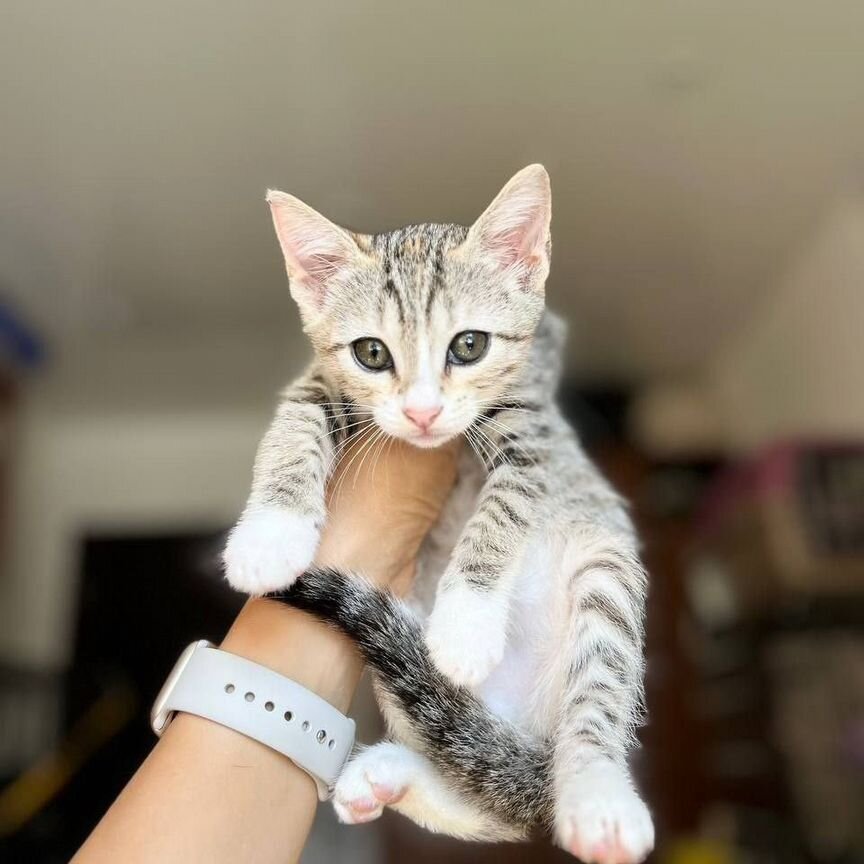 Полосатый котёнок кошечка в добрые руки