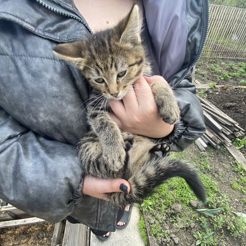 Британский короткошёрстный котёнок