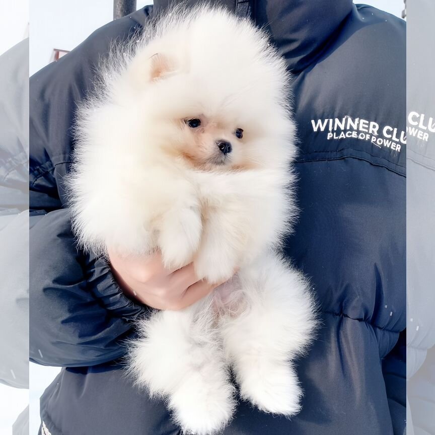 Померанский шпиц, щенок