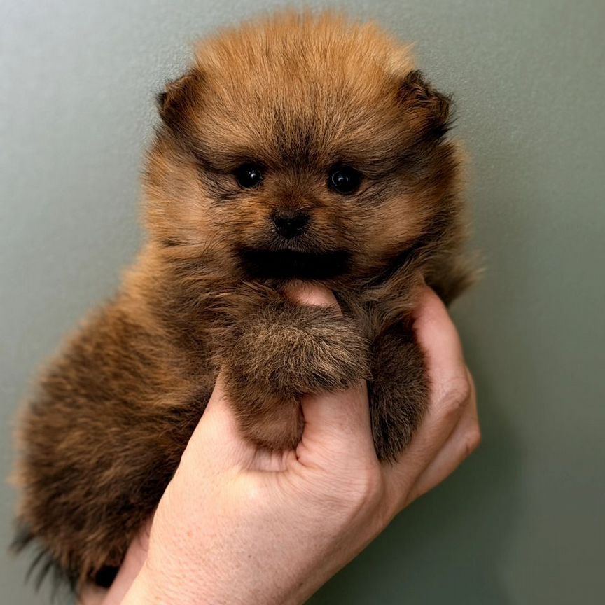 Померанский шпиц, щенок