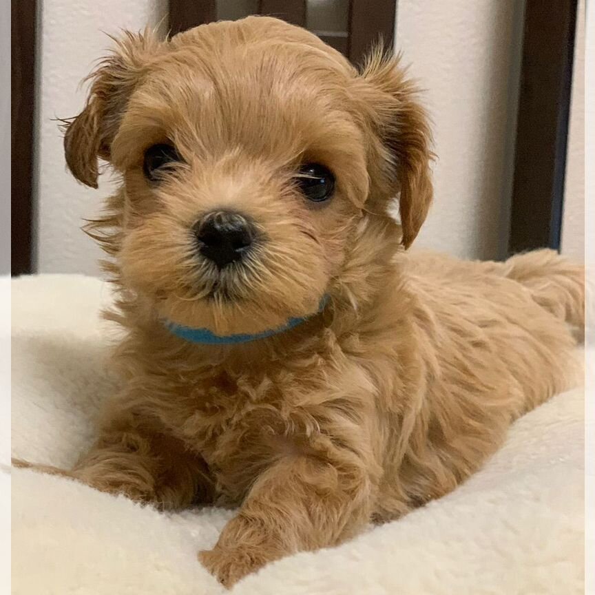 Мальтипу мини