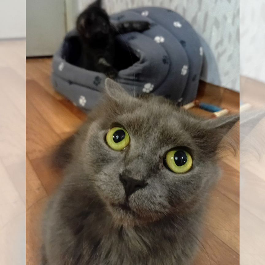 Взрослая кошка в добрые руки