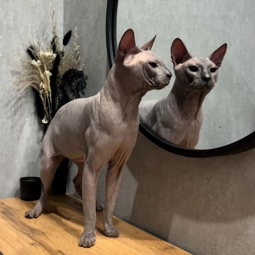 Ищем руки сфинксу