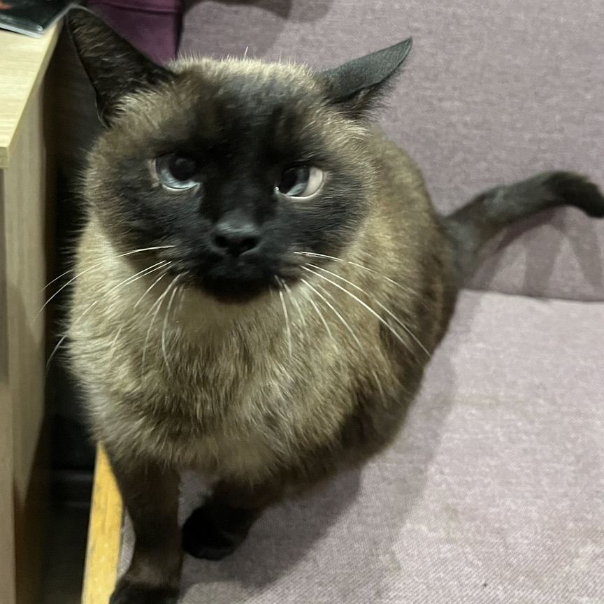 Взрослый кот в добрые руки