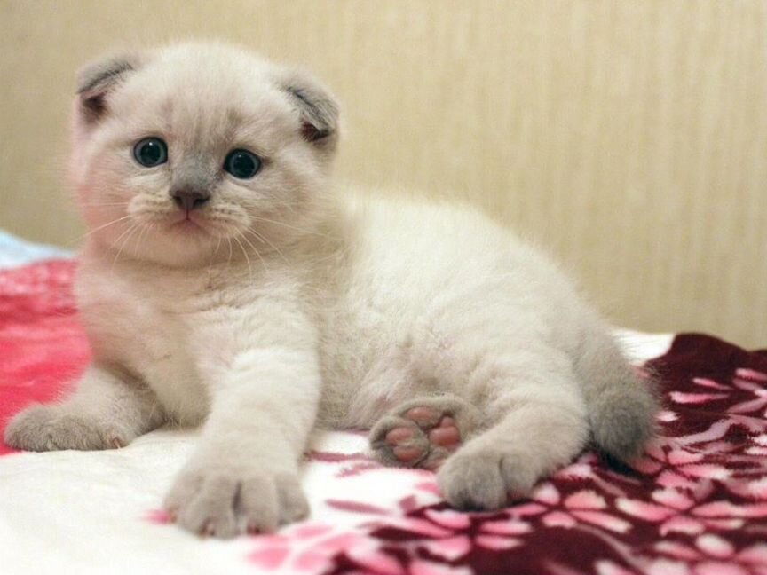 Шотландские котята