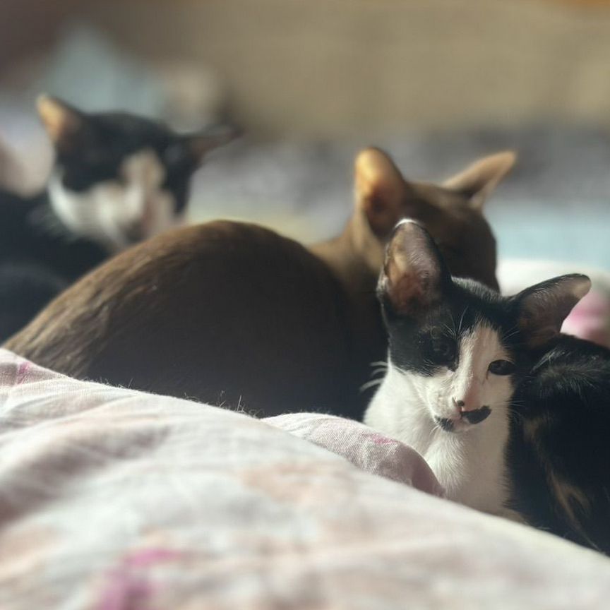 Ориентальный котёнок