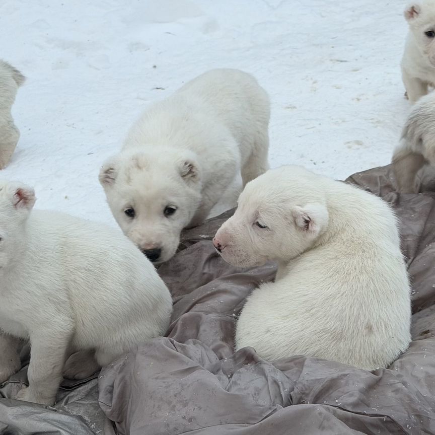 Среднеазиатская овчарка, щенок