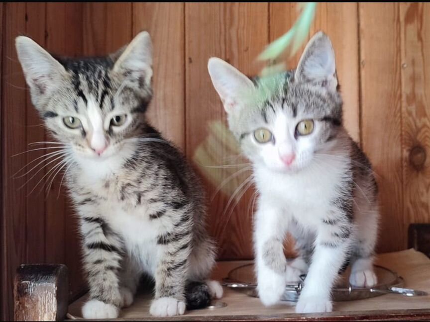 Котята очаровашки Ляля и Лиса 2 месяца в дар