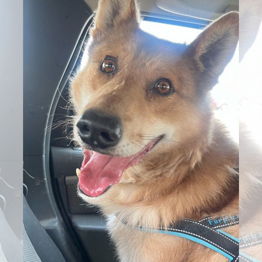 Собака в добрые руки