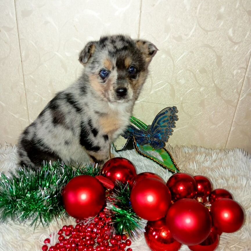 Маленькая хаски