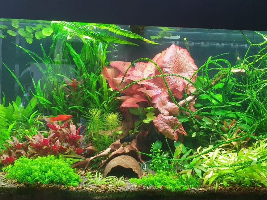 Аквариумные растения
