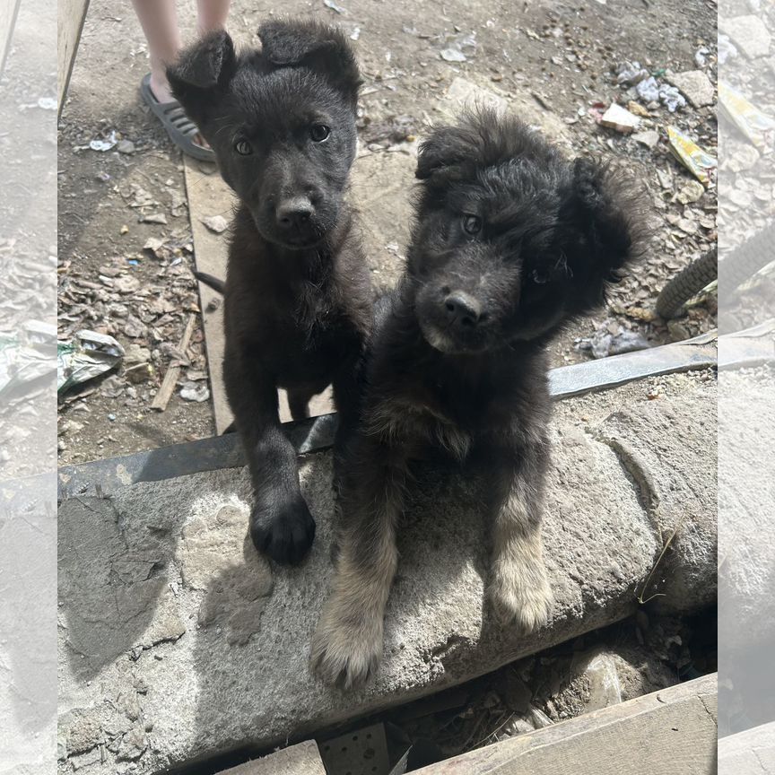 Щенок в добрые руки