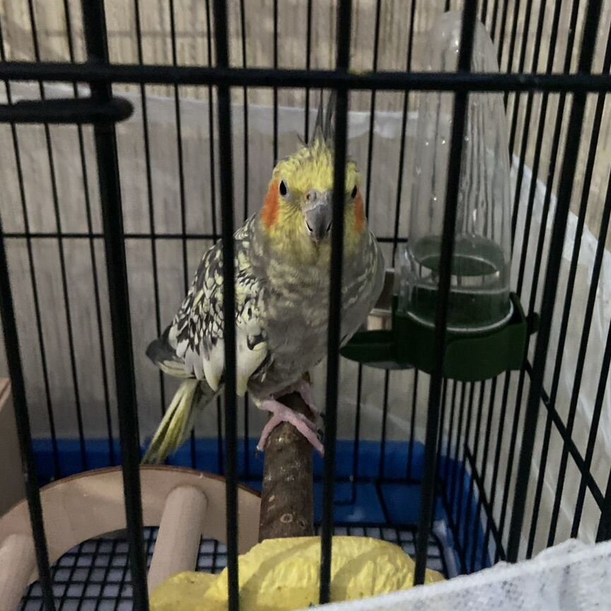 Попугай корелла с клеткой