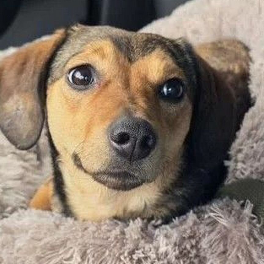 Такса, щенок