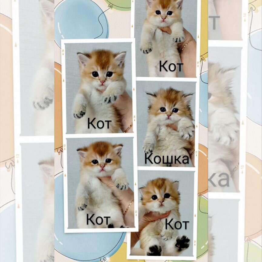 Котята золотой шиншиллы