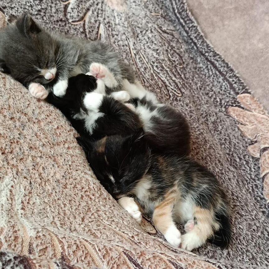 Котята в добрые руки