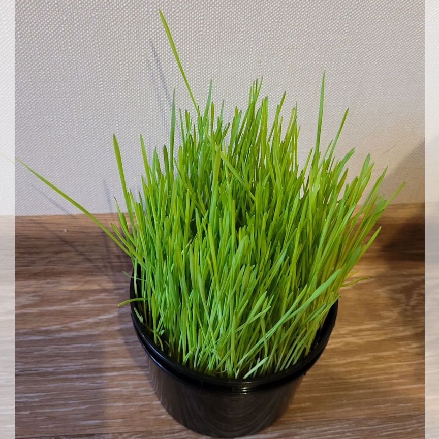 Травка для кошек