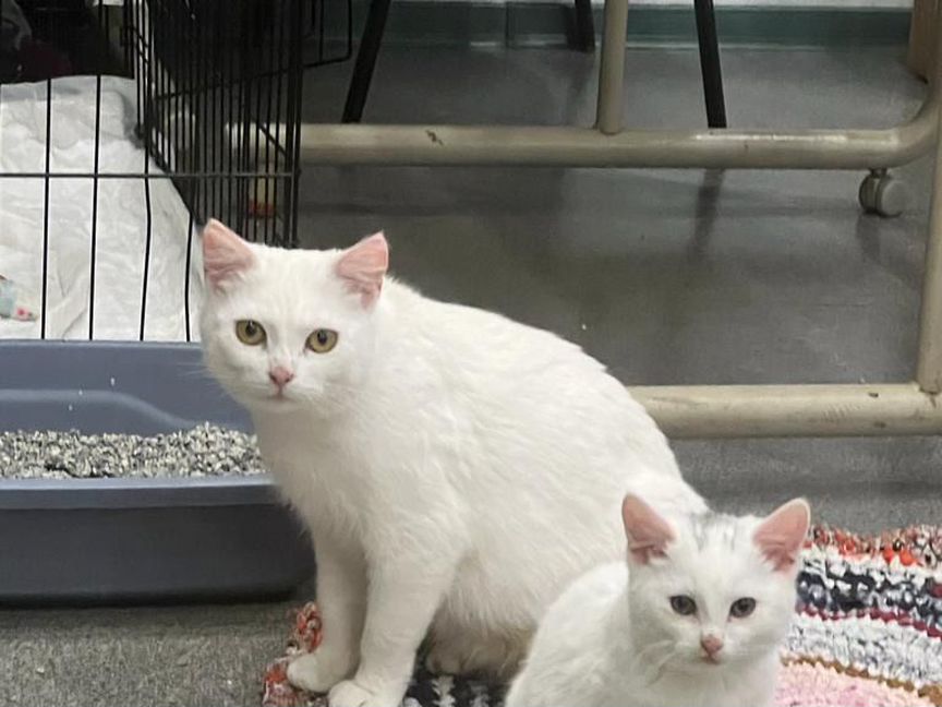 Котенок и кошка