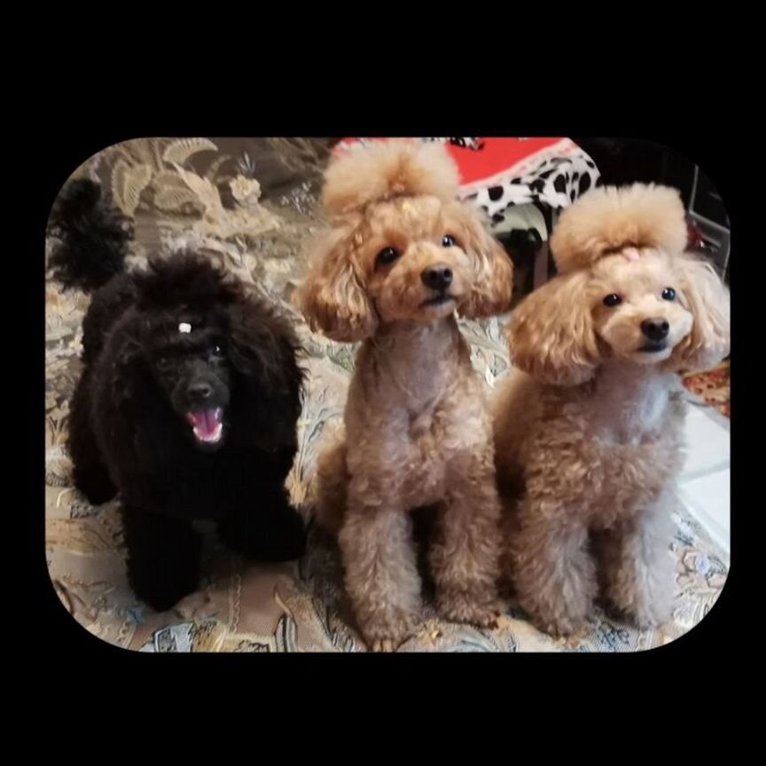 Той-пудель девочка