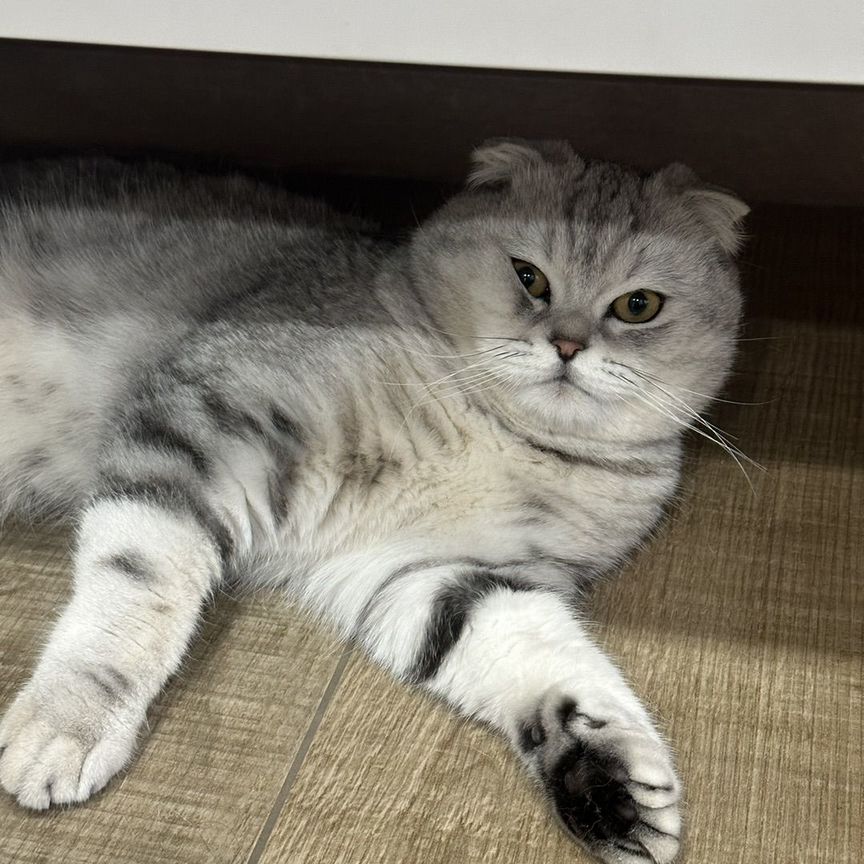 Шотландский вислоухий кот бесплатно