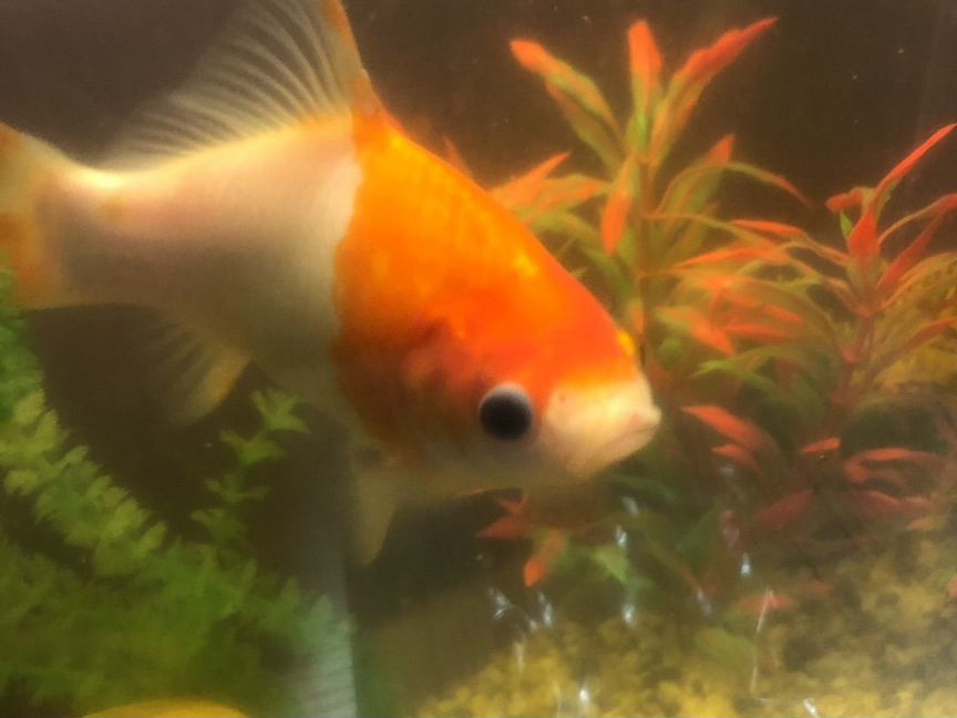 Золотая рыба