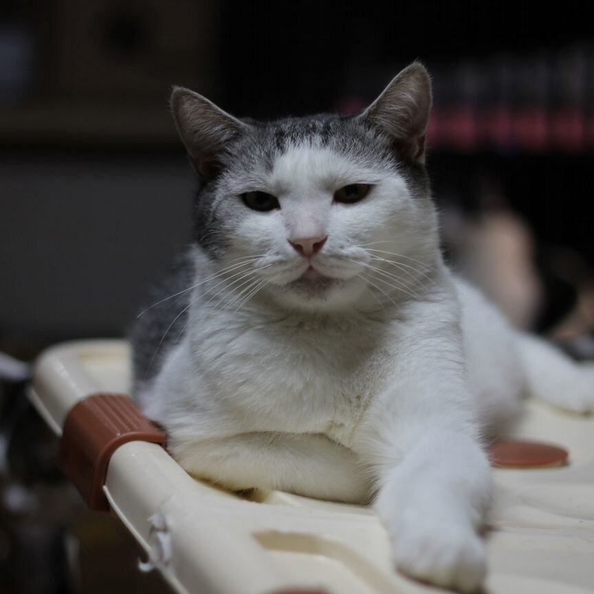 Юки ищет дом