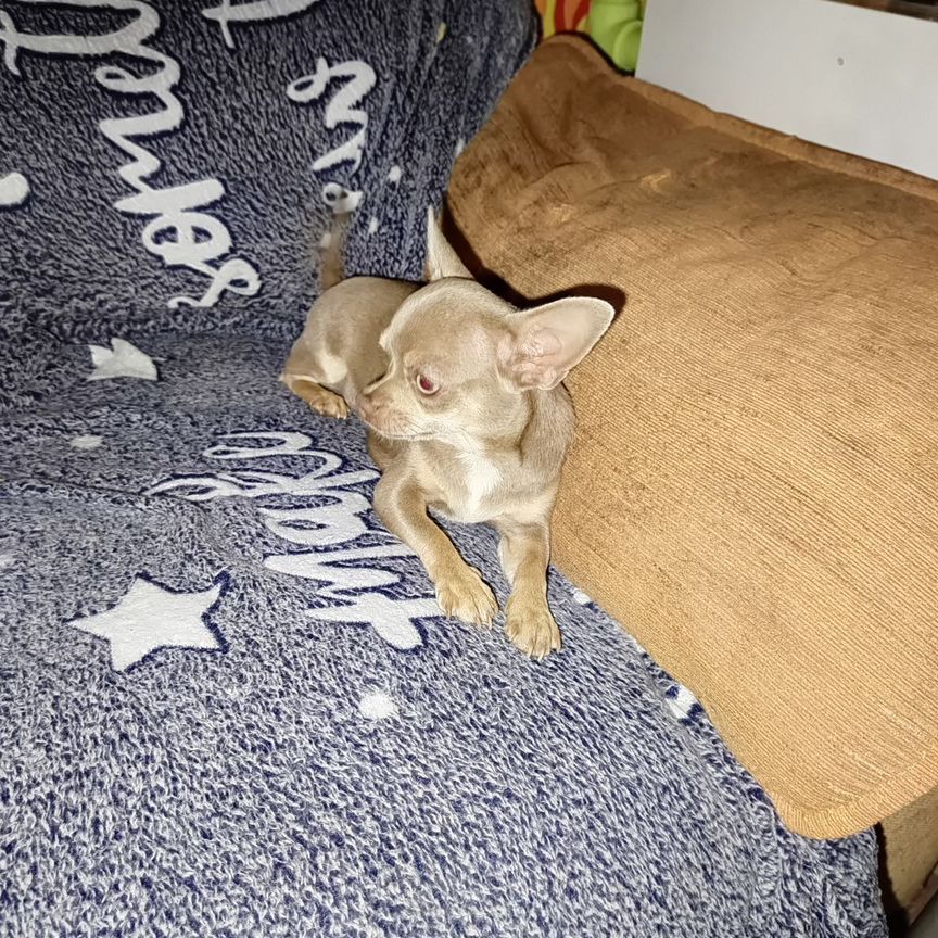 Чихуахуа мини