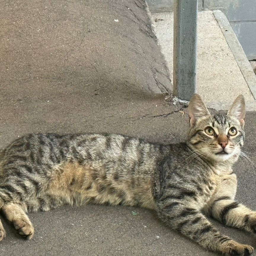 Котёнок живёт на улице. В добрые руки