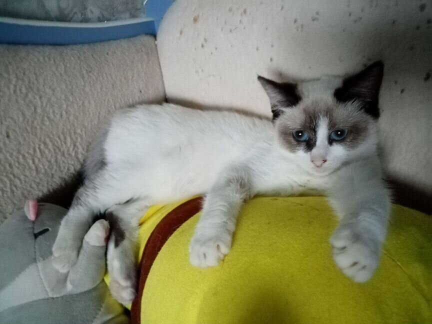 Котенок девочка в добрые руки