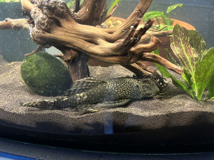 Сом анциструс