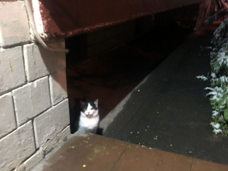 Одинокий котеной выживае как может