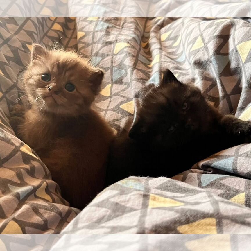 Шотландские котята