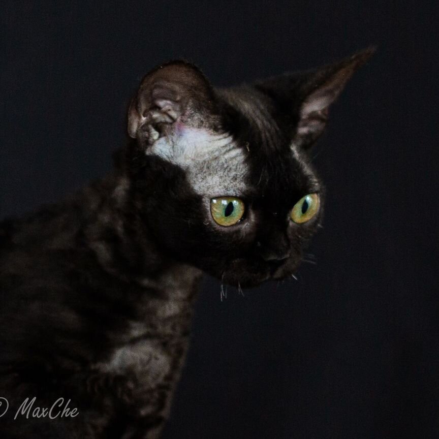 Котята девон-рекс