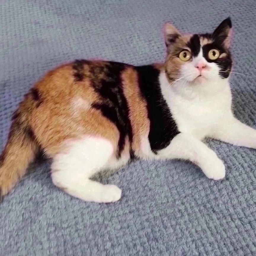 Возьми из приюта