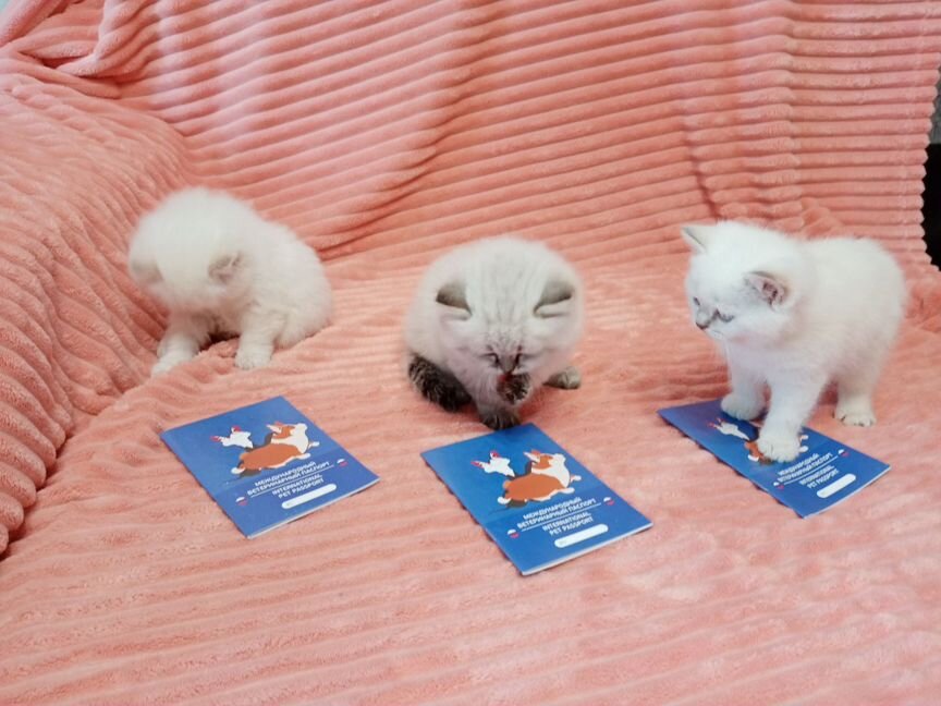 Шотландская вислоухая