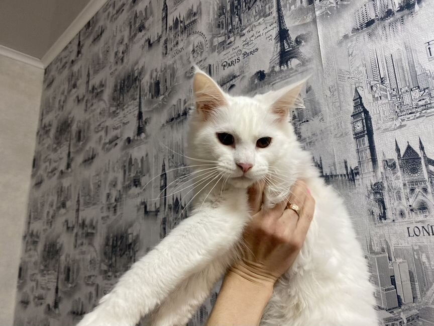 Котенок мейн-кун