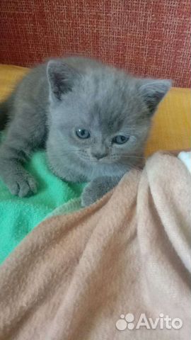Британские котята в добрые руки бесплатно