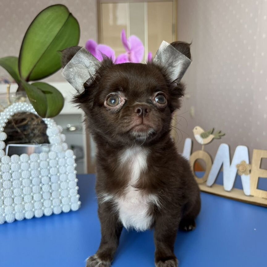 Красотка Анфиса