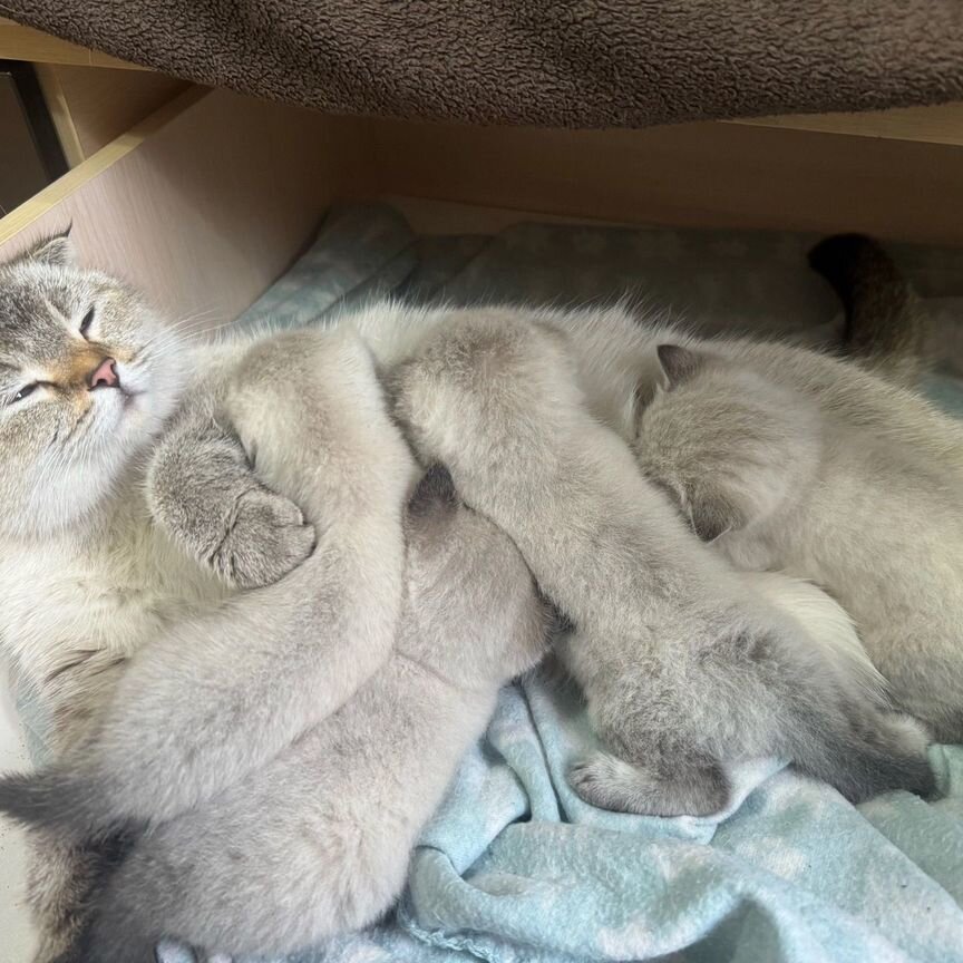 Шотландские вислоухие котята