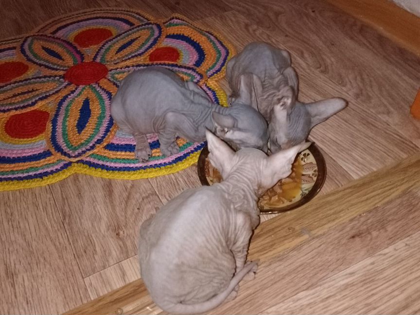 Котята Канадский сфинкс