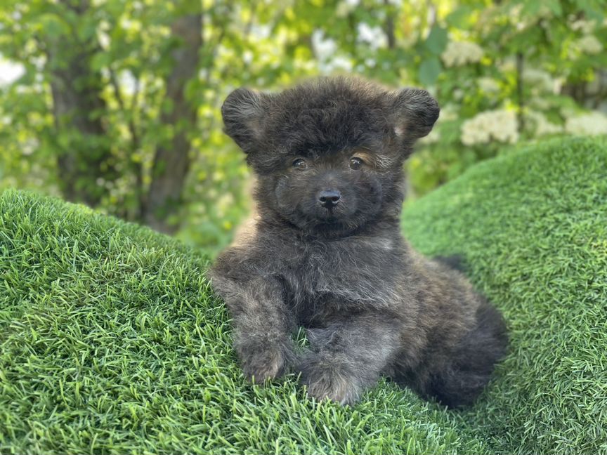 Щенки мальтипу в типе мишки Тедди